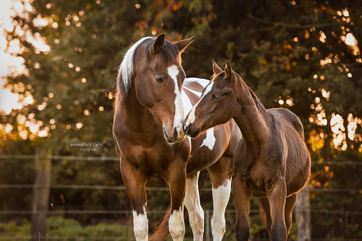 Western fotoshoot met veulen en paard | Veulenfotoshoot België
