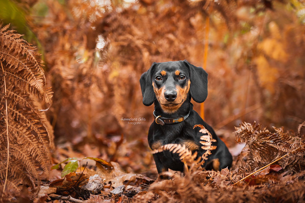 Fotoshoot met teckel in Brasschaat | Hondenfotograaf Antwerpen